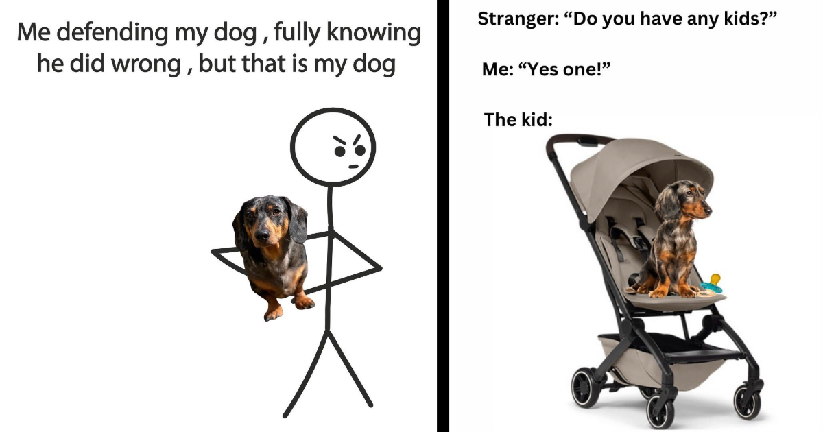 20 Dilly Dally Dachshund Memes to Fulfill Your Friday Silly Sausage ...