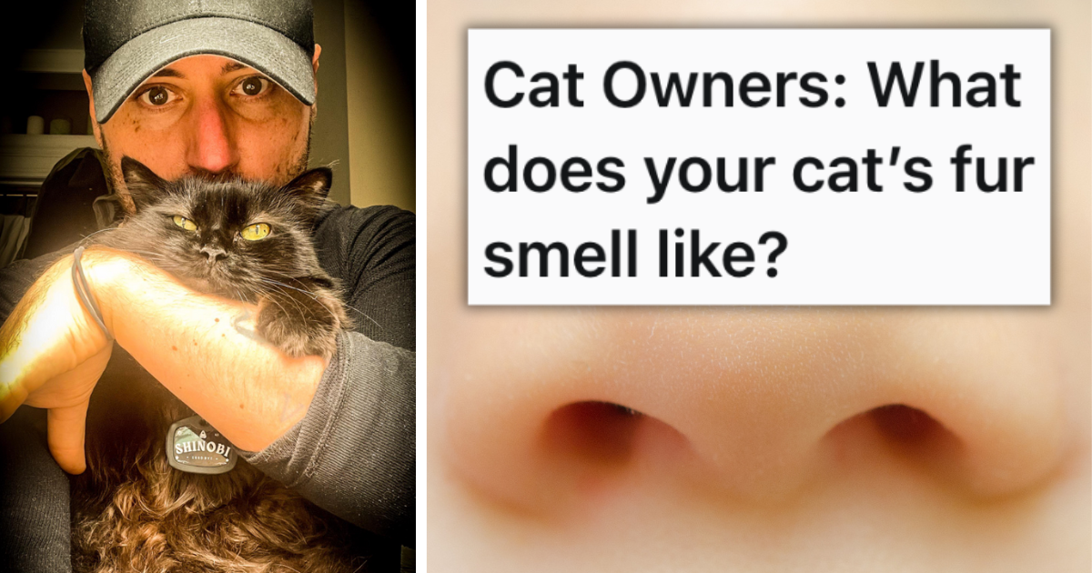 Wholesome Cat Community Contributes Adorable Answers About the Unique ...