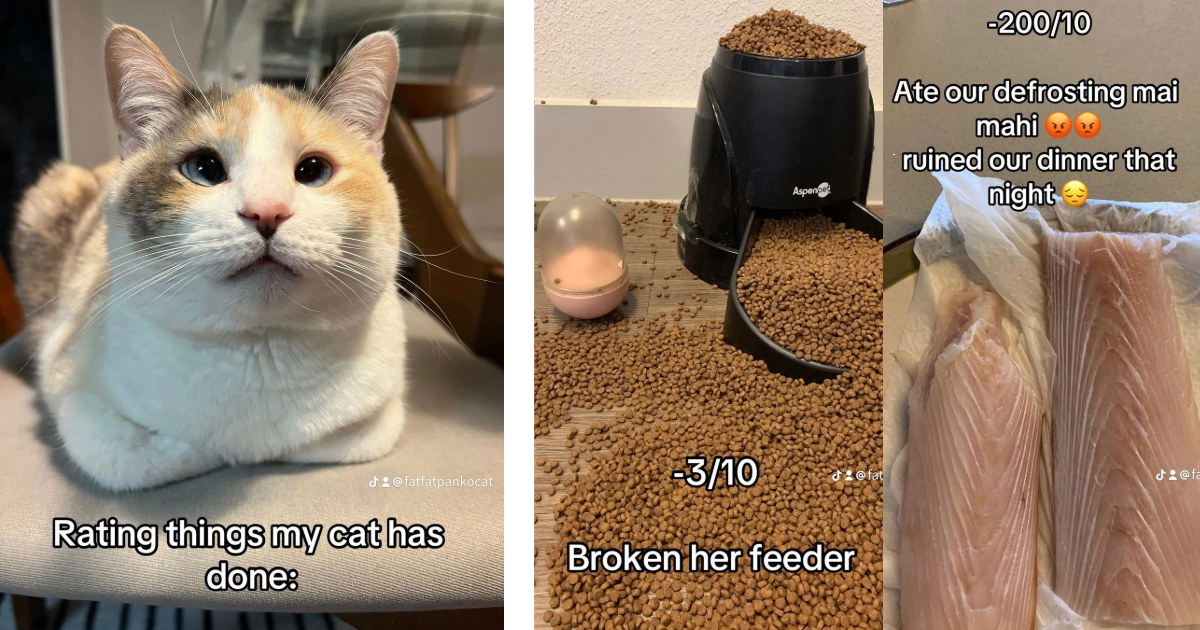 Cheerful Chonker Cat Puts Together a 28 Piece Tempting Mid-Week Meme ...