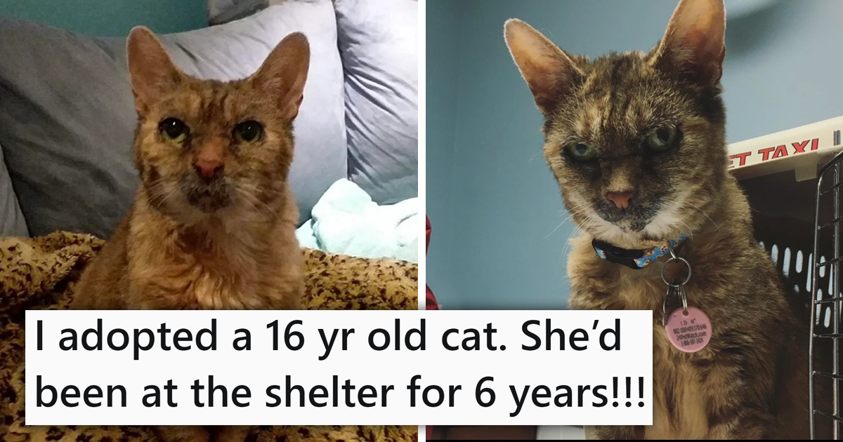 This Week’s Heartwarming Helping of Newly Adopted Cats for Fresh Feline ...