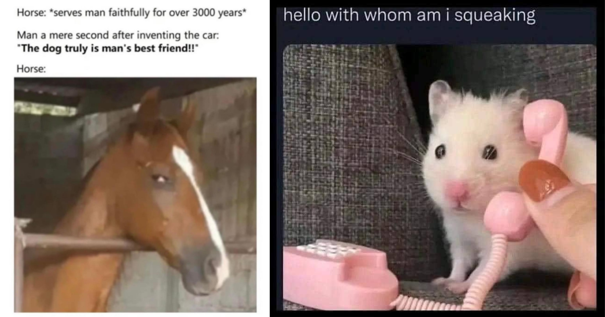 22 Precious Pawsitive Pet Memes Presenting Pets of All Animal Kinds ...