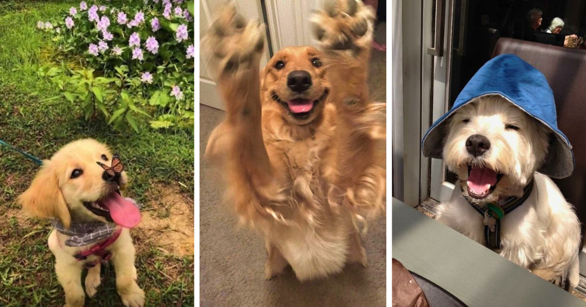 22 Flawless Fluffy Delightful Dogs Fetching Fabulous Heartwarming ...