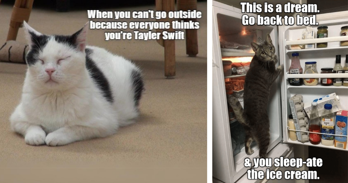 Top 20 Cat Memes of the Week - Cheezburger Users Edition #361 - I Can ...