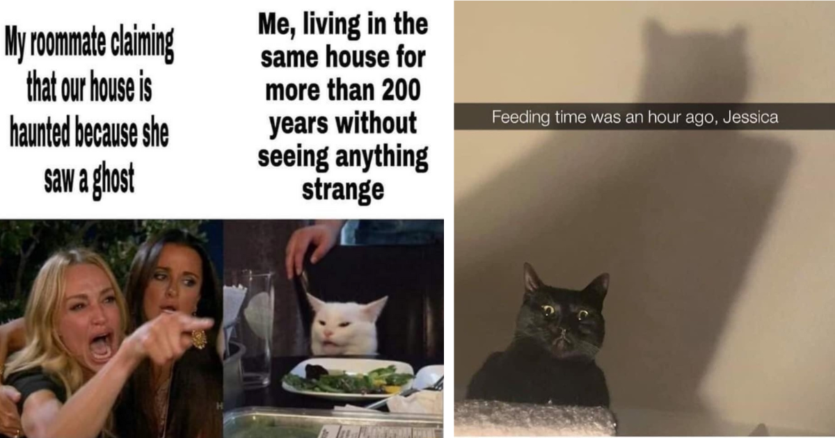 27 Spooky Silly Cat Memes to Satisfy Your Meowloween Madness - I Can ...