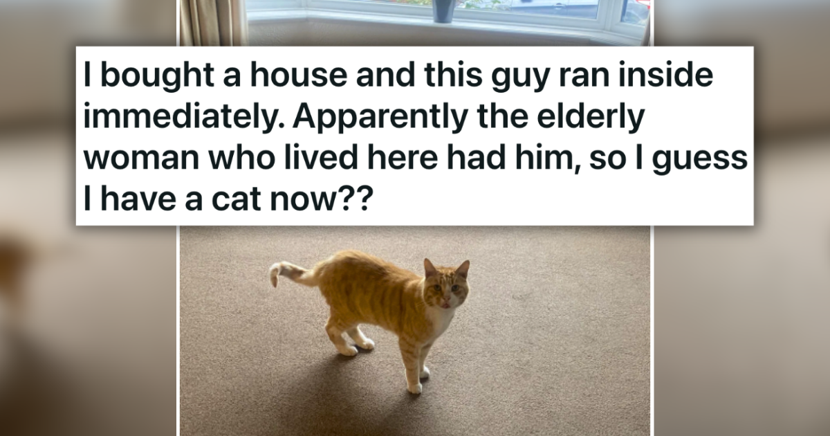 Goofy Ginger Cat Adopts New Wholesome Homeowner After His Elderly Owner ...