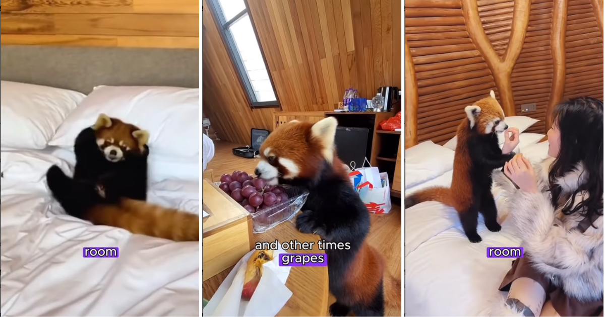 Hotel Guest Returns to Find Adorable Red Panda Ransacking Their Room ...