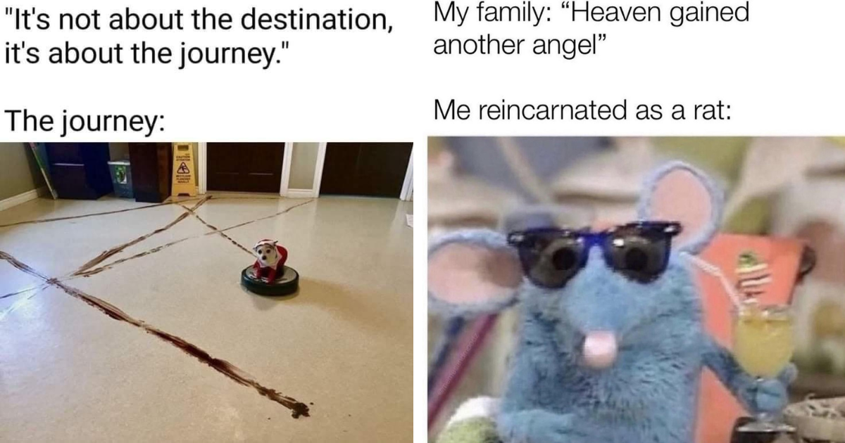 A Bountiful Harvest of Hilarious Animals From the Funny Farm of Memes ...