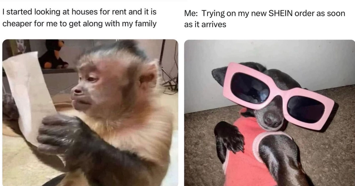 27 Wise Animal Memes to Give You Some Pawspective Over the Working Week ...