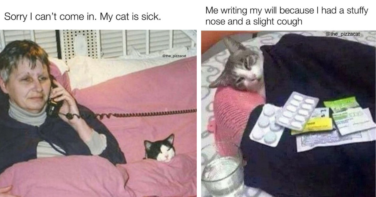 27 Funniest Fiery Feline Memes To Pawsitively Purrsuade Your Boss That ...