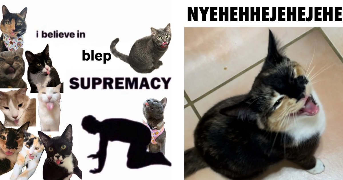 Step Into the Derpy Minds of Cats: 25 Relatable Burnt-Out Cat Memes of ...