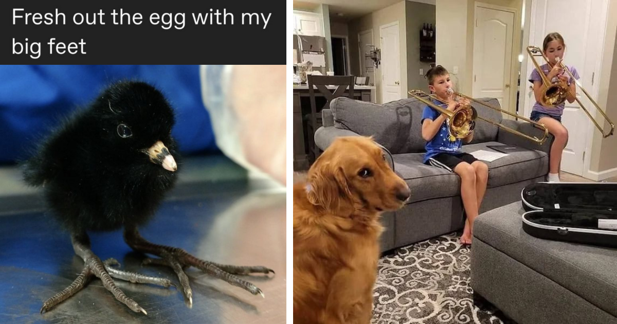 32 Hilariously Wholesome Animal Posts to Brighten Your Monday With ...