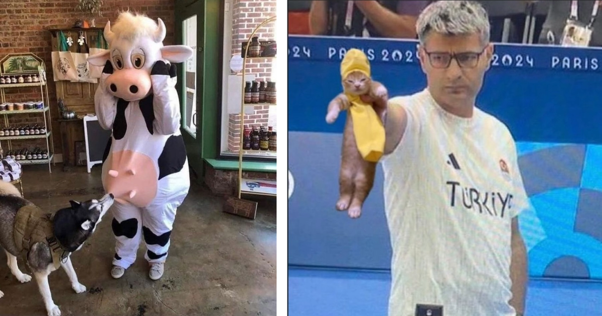 24 Absolutely Absurd Animal Memes And Pictures for Awwdorable Animal ...