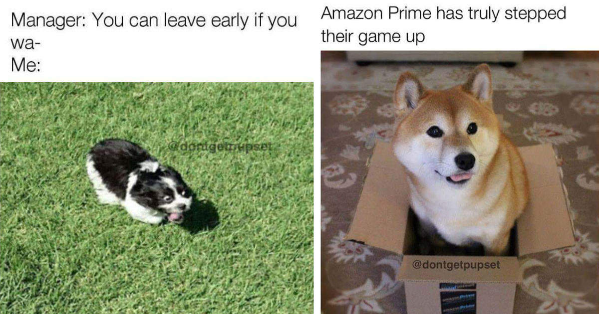 31 Funny Dog Memes to Rescue Your Ruff Day Struggles With a Positive ...