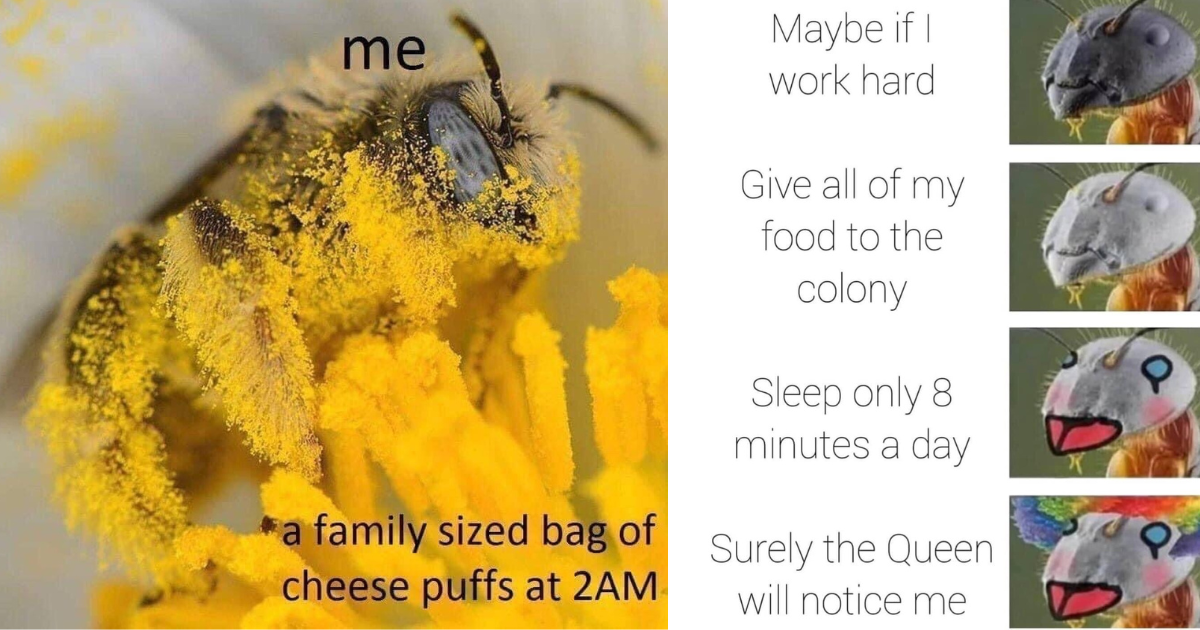 World Wild Web: 21 Wonderfully Howlarious Wild Animal Memes Making ...