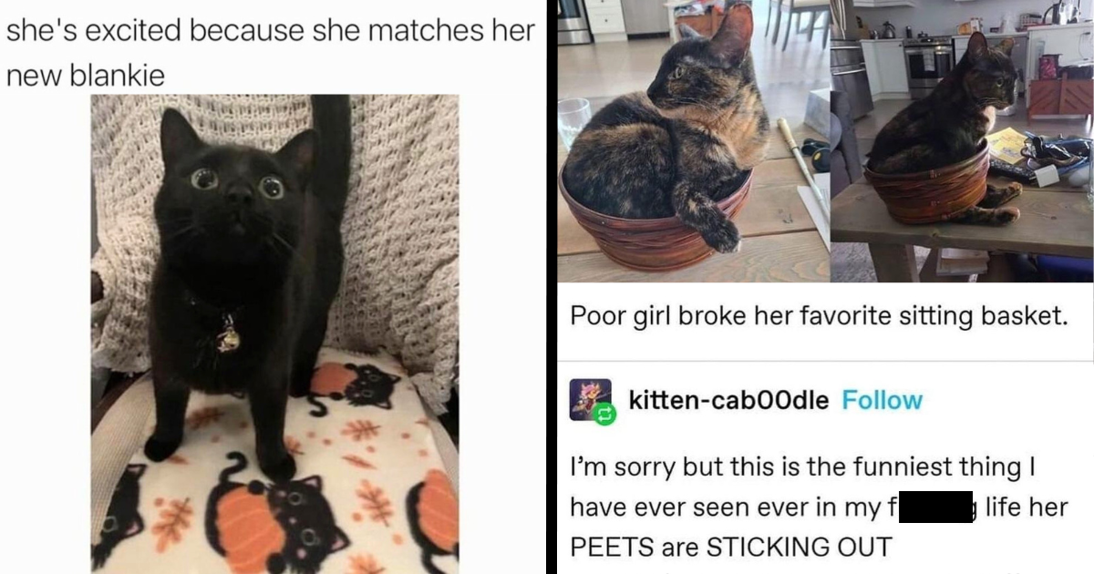 32 Cat Memes Captured at the Just the Right Meowment for a Purrfectly Pawesome Pause During Your ...