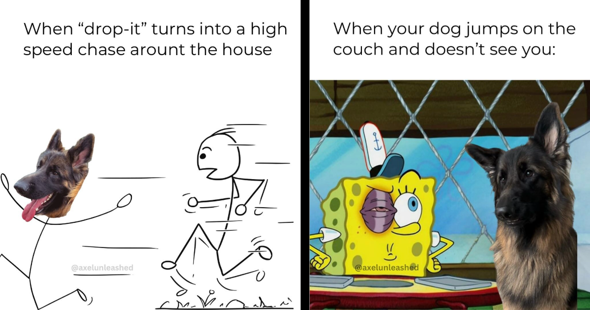 24 Playful Pupper Pawsts to Awake the Big Dog Within You to Face the ...