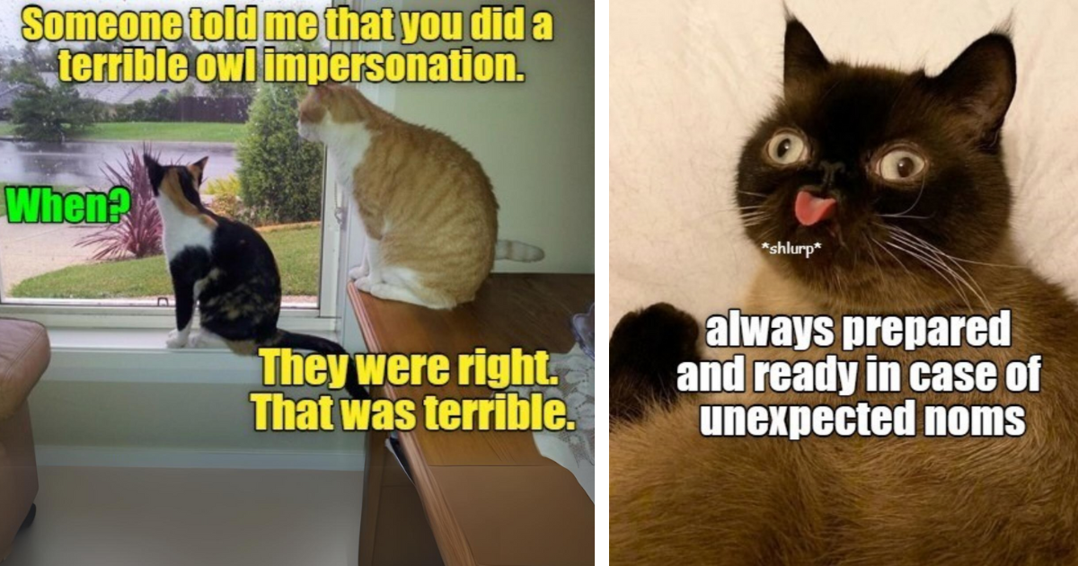 Top 20 Cat Memes of the Week - Cheezburger Users Edition #362 - I Can ...