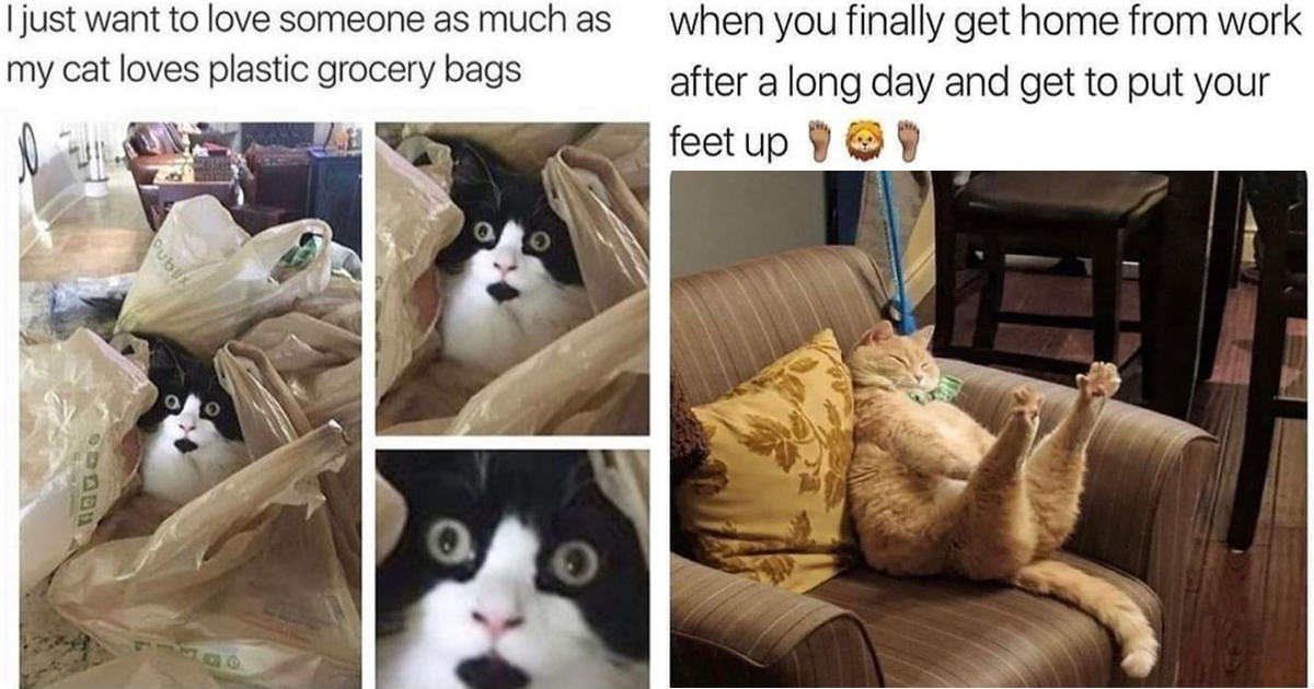 25 Ameowzing Cat Memes to Make Your Boring Wednesday Into a Cattastic ...