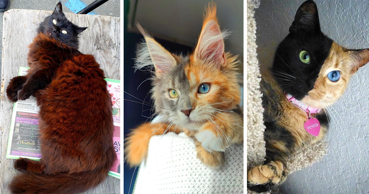 20 Fabulous Felines With Unique and Rare Fur Patterns and Markings - I ...