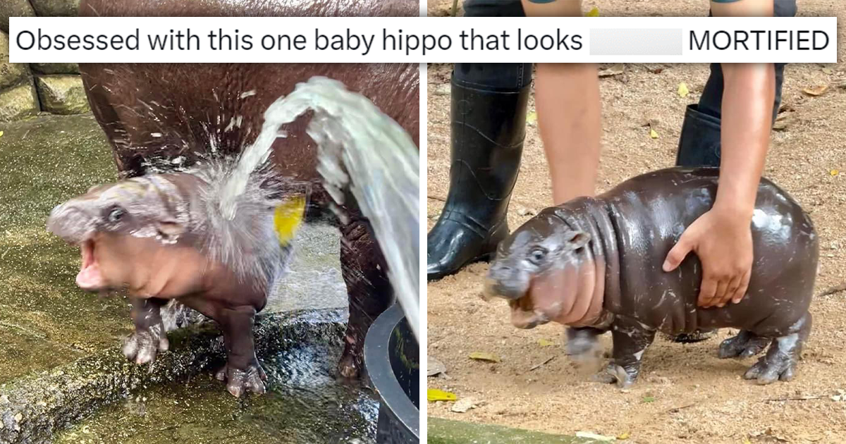 Hilarious Hippo Who Looks Hopelessly Horrified All the Time Instantly Becomes an Internet Meme ...