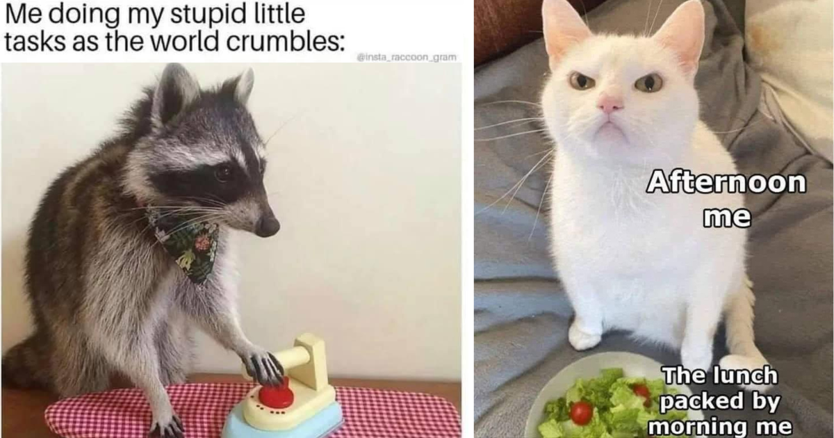 28 Emergency Animal Memes To Break In Case of Bad Office Vibes and ...