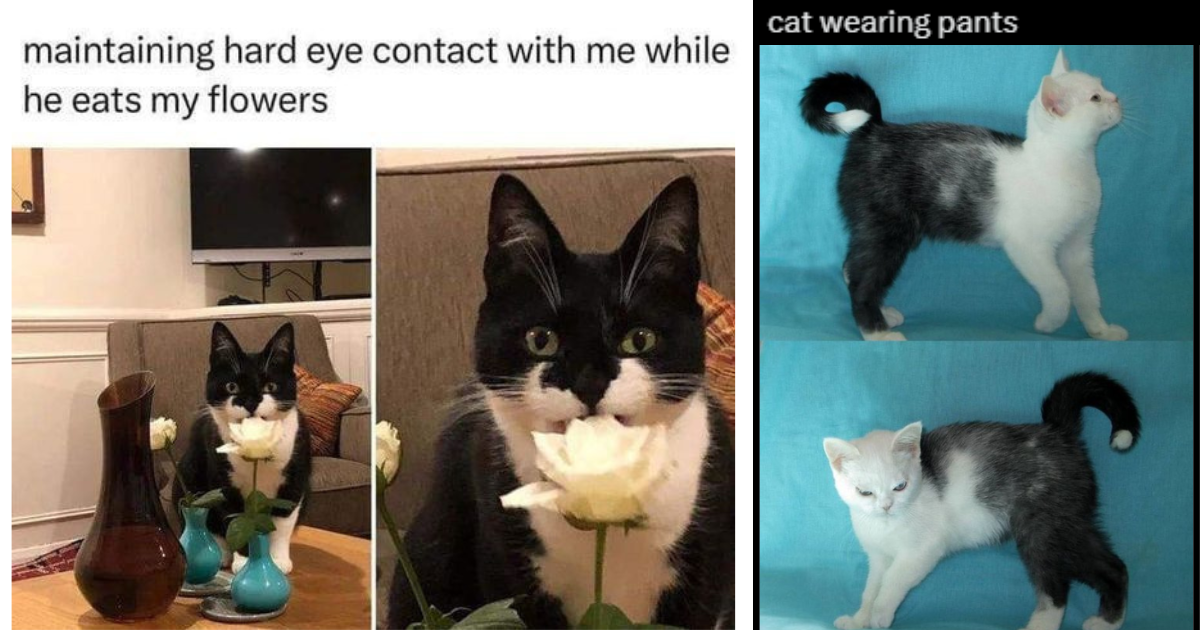 22 Mighty Meowing Memes Giving a Better Mood Boost Than Mushy Mundane ...