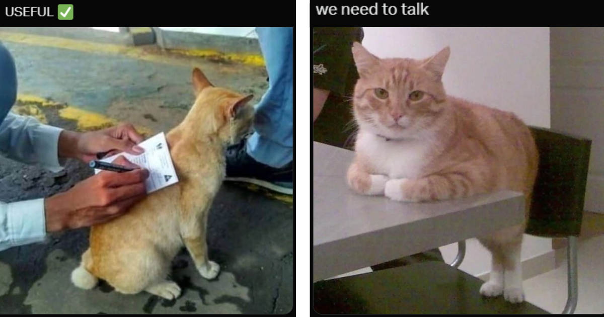 25 Fluffy Funny Feline Memes Bringing Carefree Cat Energy to Brighten ...