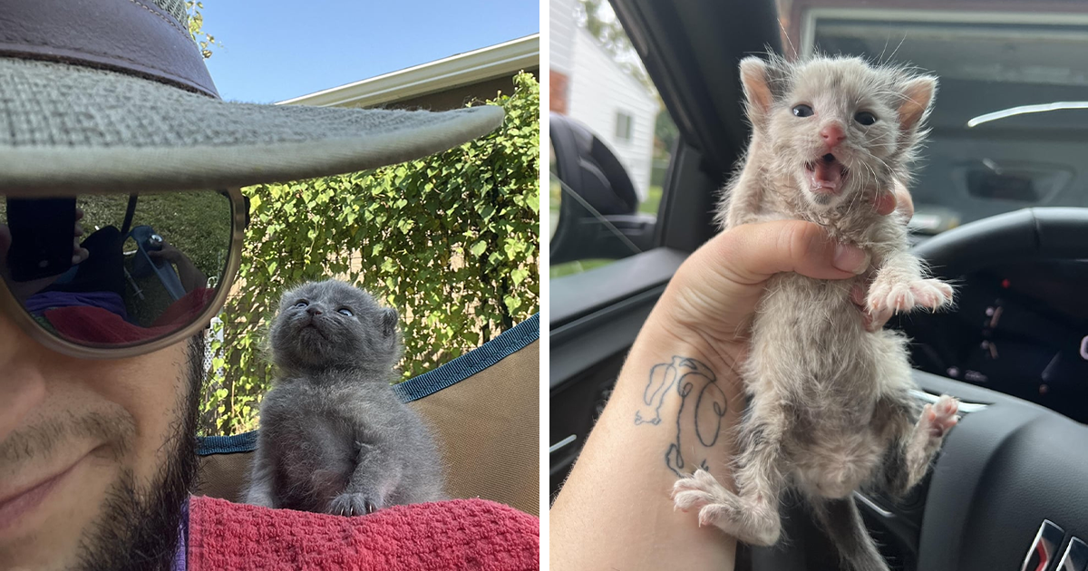 20 Of The Cutest Itty Bitty Kitties That Can Easily Fit In The Palm Of ...