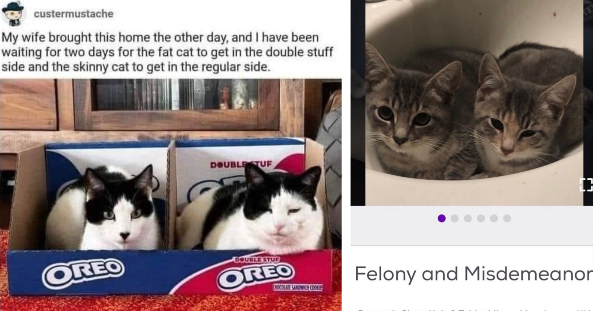 24 Clawesome Cat Memes for the Funny Feline Fanatic Frothing for Fluffy ...