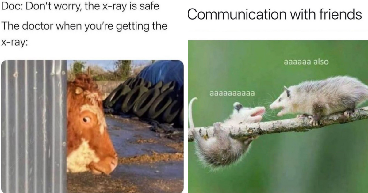 28 Funny Memes to Live Vicariously Through The Carefree Lives of the ...