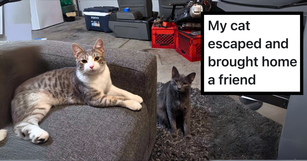Hilarious House Cat Escapes into the Neighborhood and Brings Home a ...