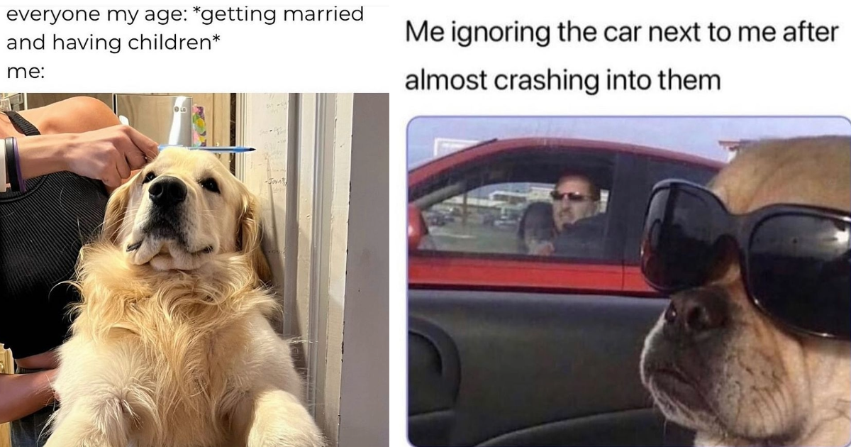 25 Cute and Cuddly Dog Memes from the Wholesome Lives of Content Canine ...