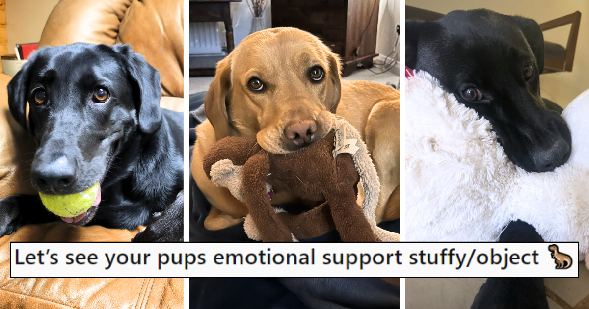 28 Precious Labrador Puppers Presenting Their Emotional Support ...