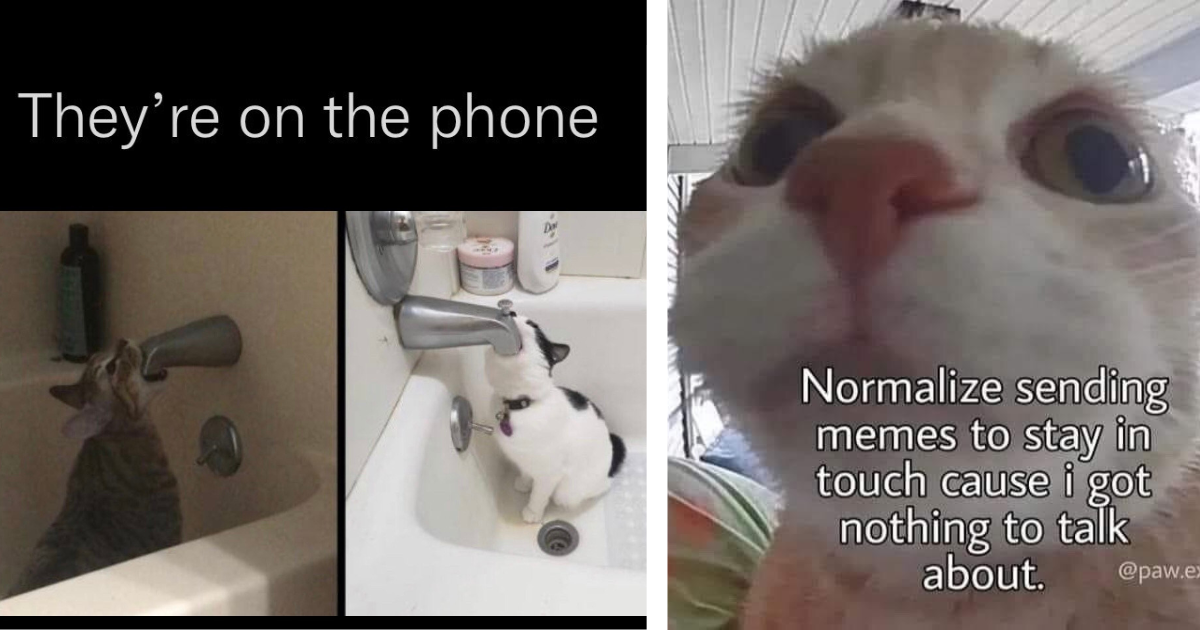 23 Cat Memes Swapping Saturday With Caturday for Pure and Precious ...