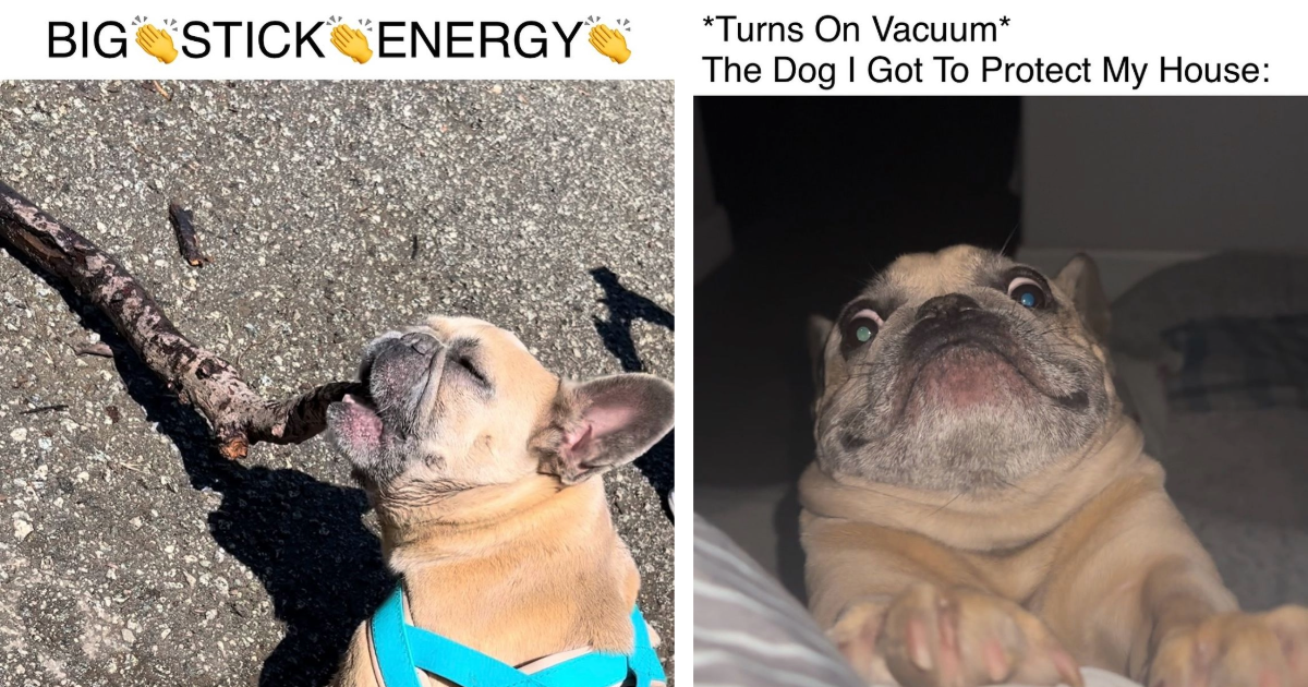 26 Silly Sniffly and Snorty Dog Pawsts to Brighten Your Sunday with ...