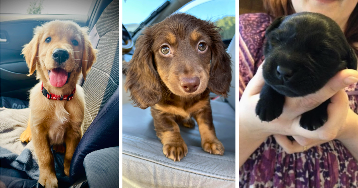 Animal Comedy - cute puppy - Animal Comedy - Animal Comedy, funny ...