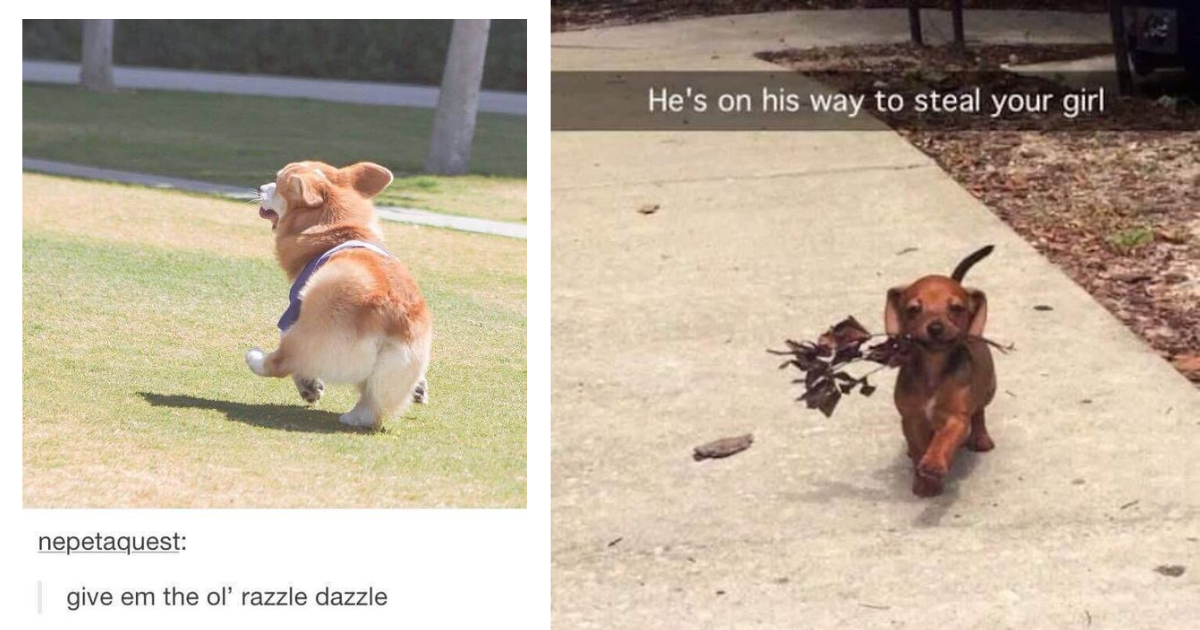 23 Dashing Dog Memes Dazzling the Dizziness Out of This Onerous Monday ...