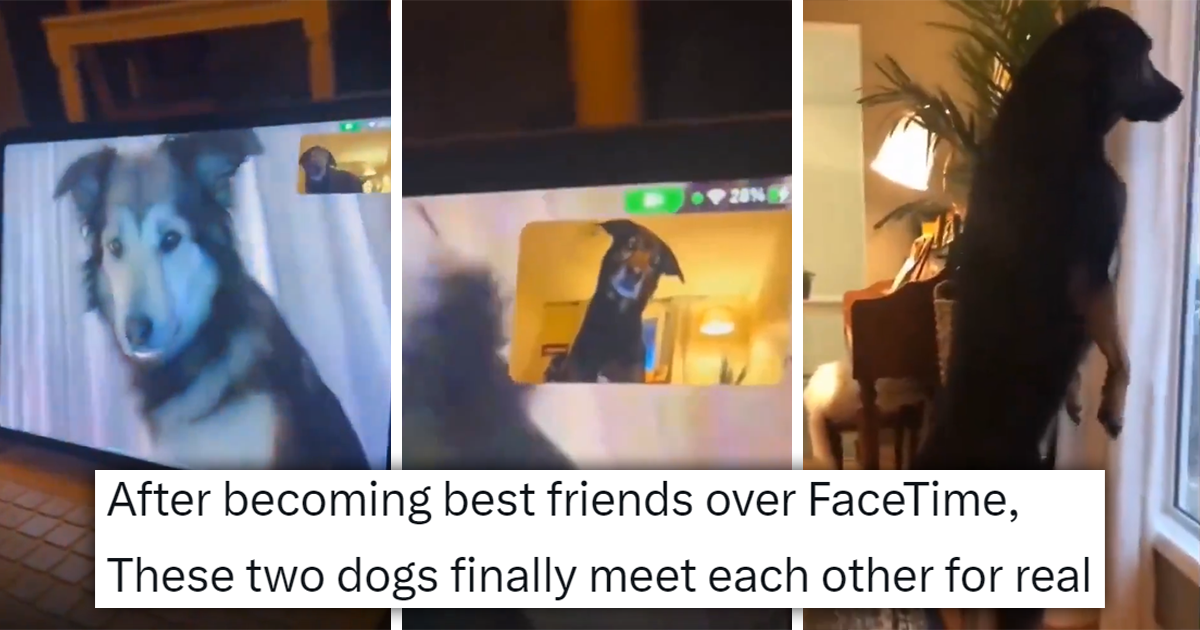 After Becoming Best Friends Online, These Two Dogs Got to Meet in Real ...