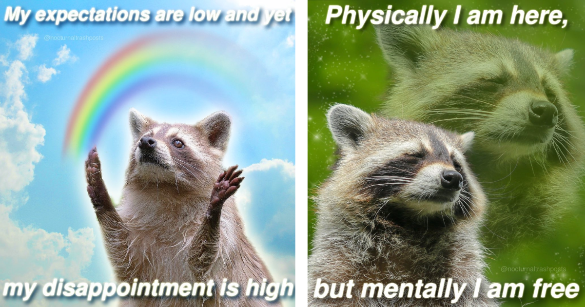 25 Ridiculous Raccoon Memes to Distract You from Your Back to Work ...