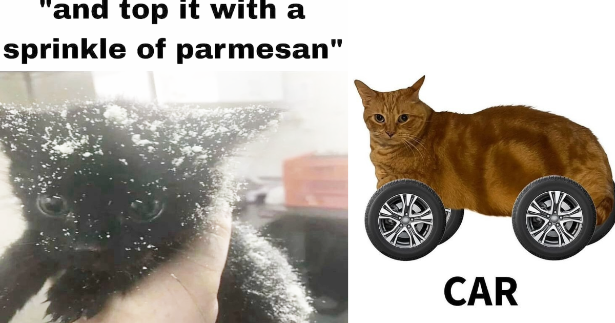 25 Organic Feline Funnies Fresh from the Farmer’s Market for Your ...