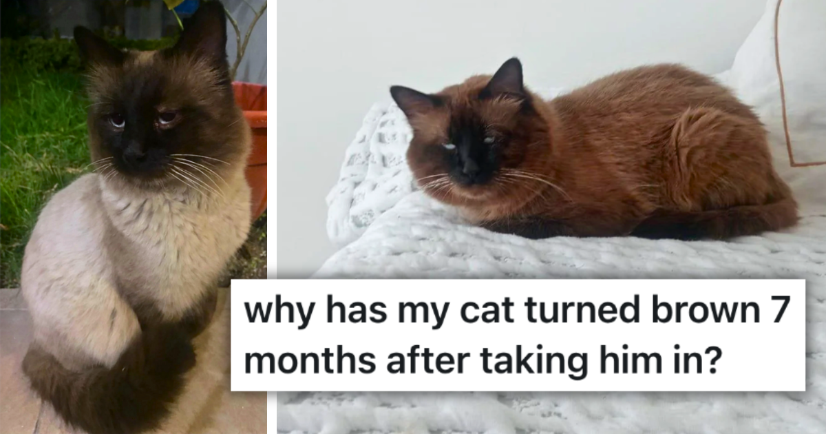 Mystery Solved: Why This Kitty Connoisseur's Cute Color-Changing Cat ...