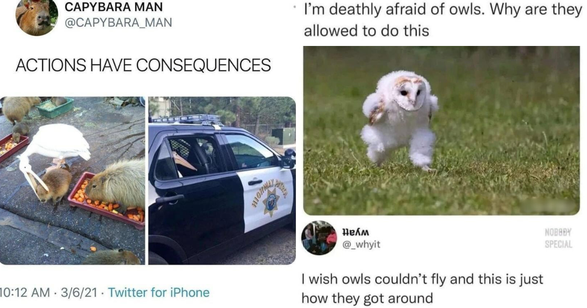 33 Giggle-Worthy Animal Posts to Make Monday Mornings More Manageable ...