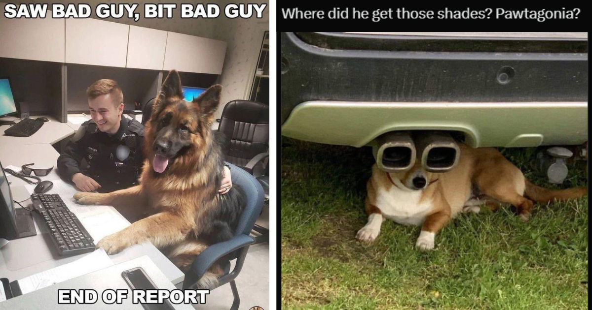 21 Dazzling Dog Memes Just Doing Their Job of Offering Joy and Lovely ...