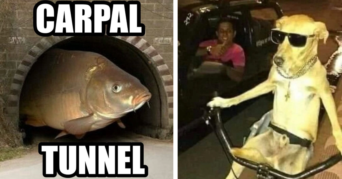 25 Strange and Suspicious Animal Pawsts That Will Make You Challenge ...