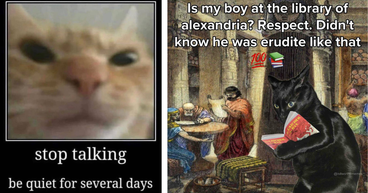 22 Furriously Funny Fuzzy Feline Memes Forging Sassy Strong Laughter ...