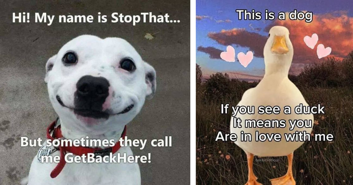 23 Darling Dog Memes Daring to Ask For Treats Because They Deserve Them ...