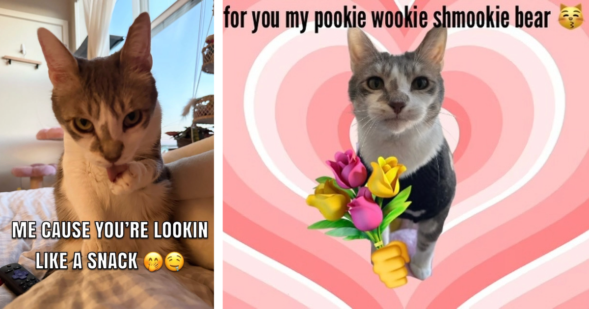 24 Wholesome House Cat Memes for the Feline Pawrent Who Needs a Little ...