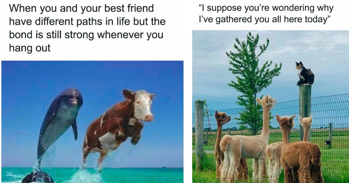 26 Elaborate Animal Memes for Demotivated Dilly Dalliers in Need of Mid ...