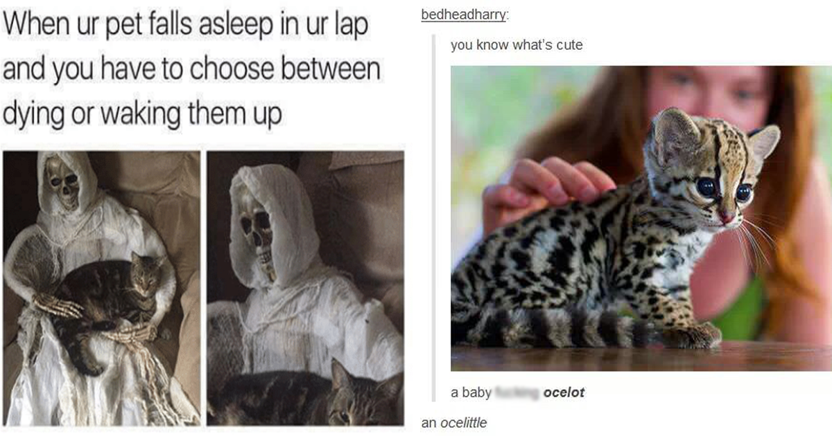 28 Silly Cat Memes to Add Some Laughter to Your Sunday Meowrning Latte ...