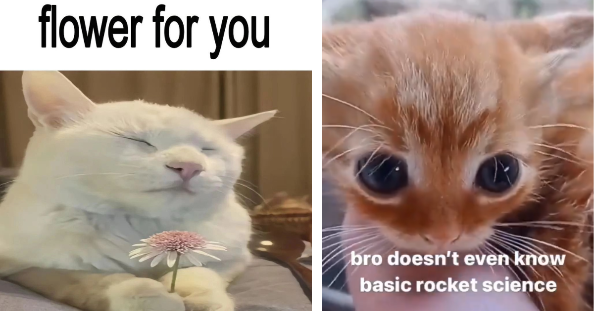 23 Fluffy Feline Memes Flourishing Their Floofy Fur For a Furiday Night ...